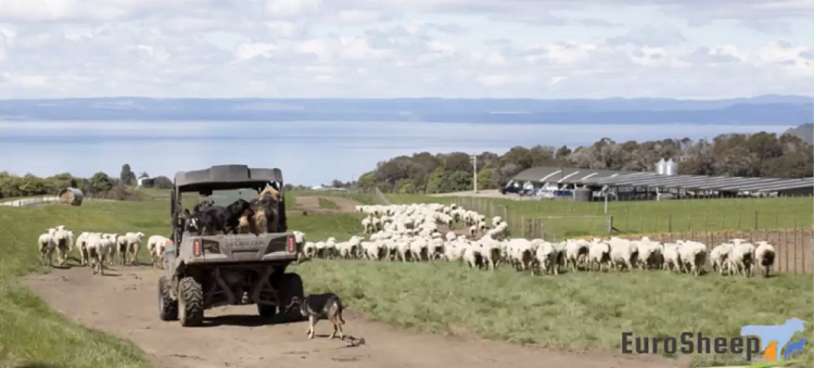 Η περιαστική κτηνοτροφία και το ΥπΑΑΤ - ΗΜΑΘΙΩΤΗΣ